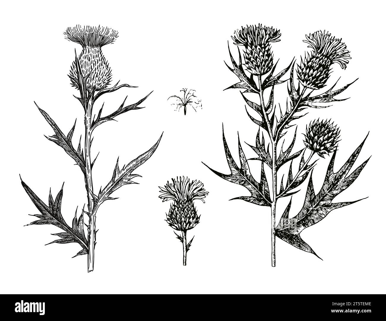 Ink hand-drawn detailed illustration of thistle flowers and buds ...