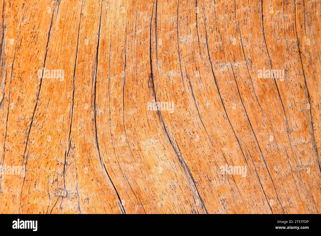Gold-rimmed nanmu texture, closeup of photo Stock Photo - Alamy