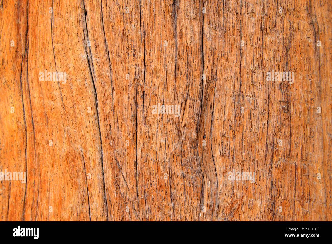 Gold-rimmed nanmu texture, closeup of photo Stock Photo - Alamy