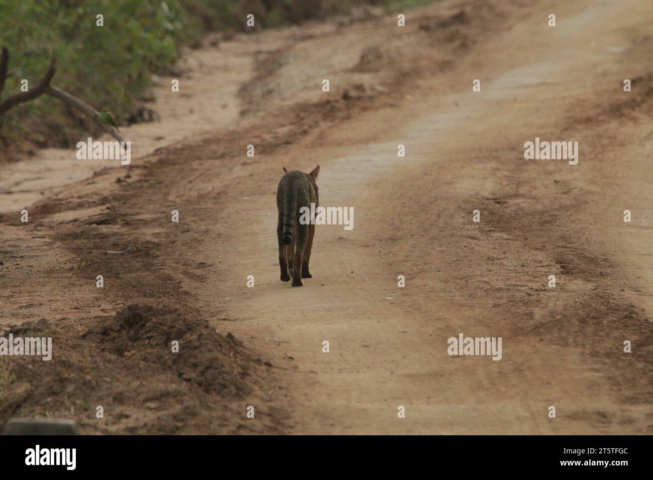 Jungle Cats in the Wild in Udawalawe National Park, Sri Lanka Stock ...