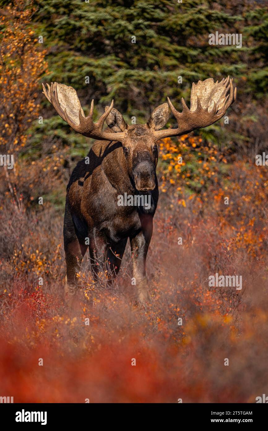 Alaska moose shed hi-res stock photography and images - Alamy