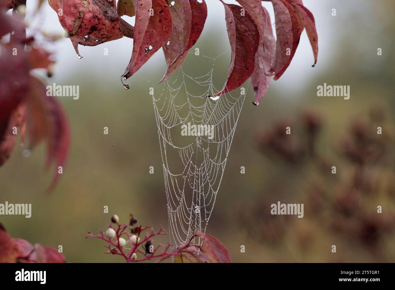 Morning dew on a spider web in a wildlife preserve Stock Photo - Alamy
