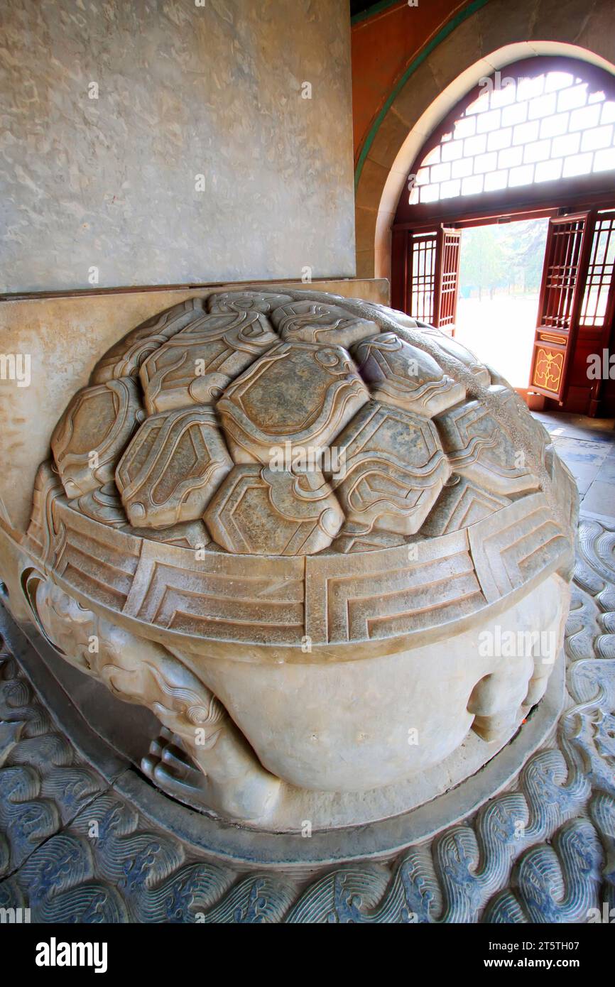 Tortoise shell craft hi-res stock photography and images - Alamy