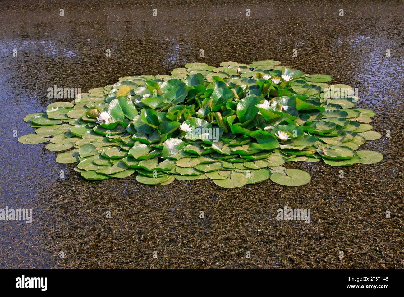 Water lily in a pool Stock Photo - Alamy