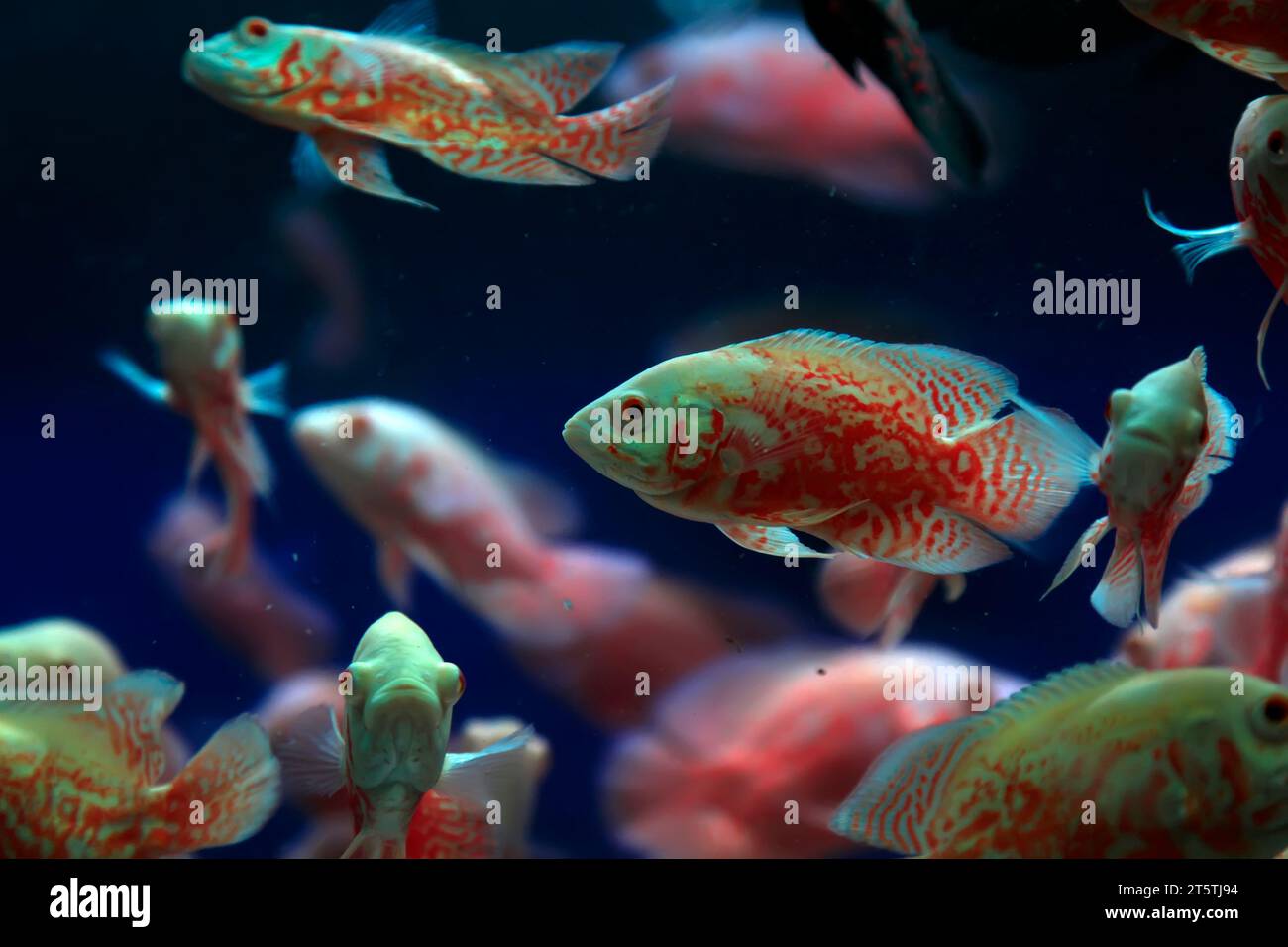 Ornamental fish - map fish Stock Photo - Alamy