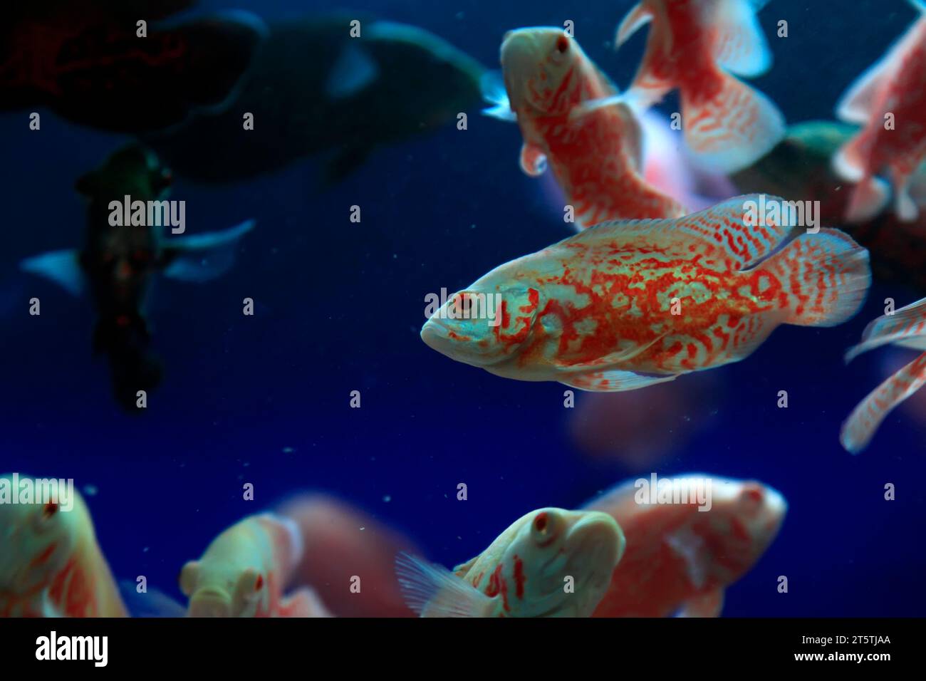 Ornamental fish - map fish Stock Photo - Alamy