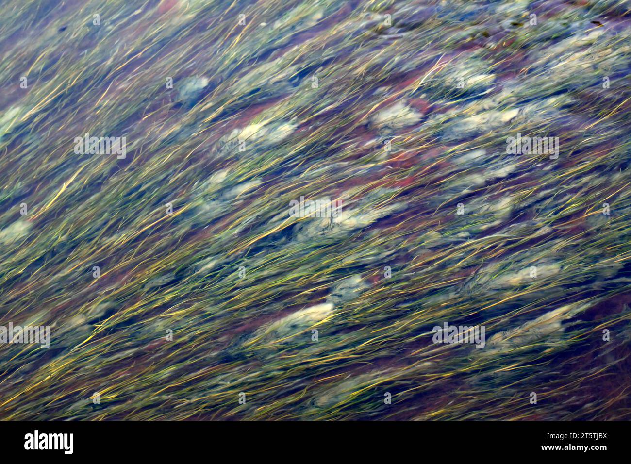 aquatic plant texture Stock Photo - Alamy