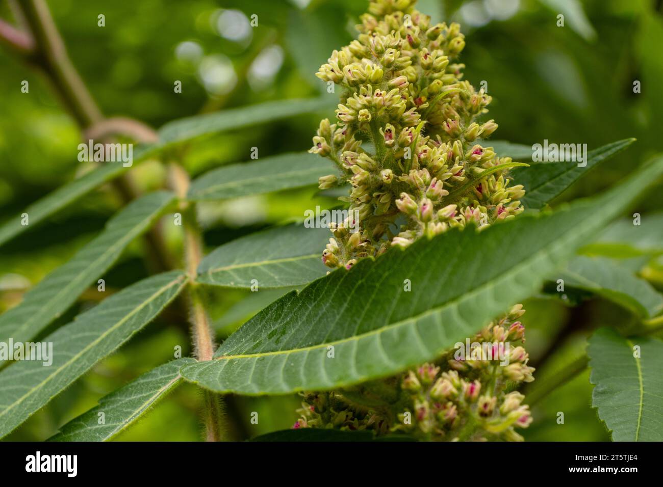 Sumac tree blossom hi-res stock photography and images - Alamy