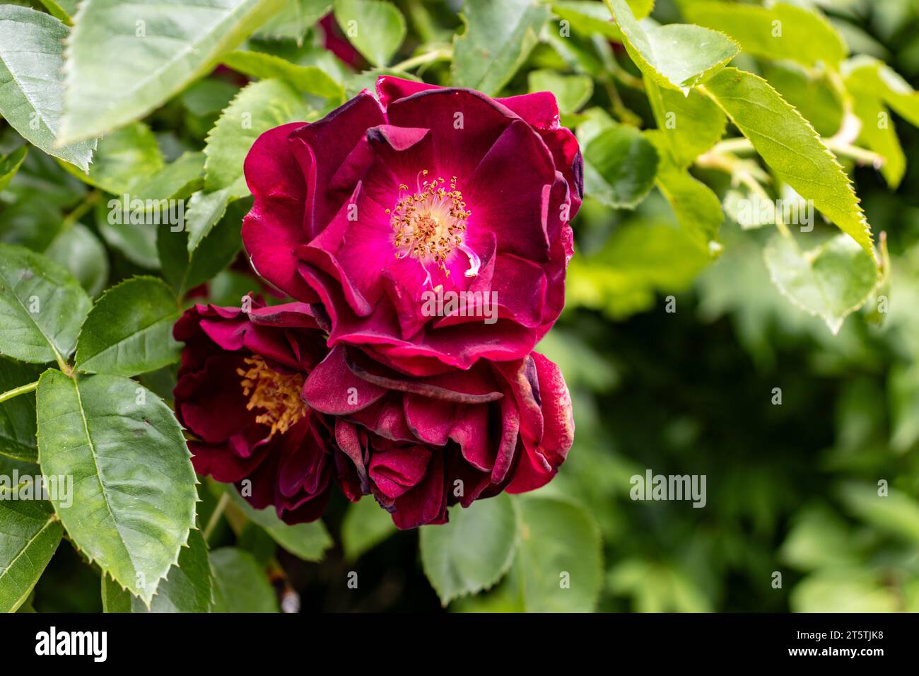 Deep maroon rose hi-res stock photography and images - Alamy