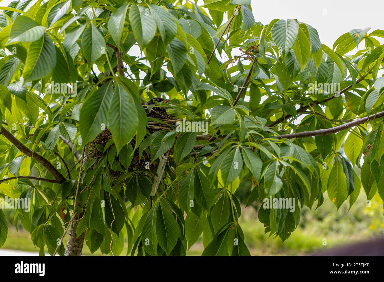 American robin nest - hidden in cherry tree leaves Stock Photo - Alamy