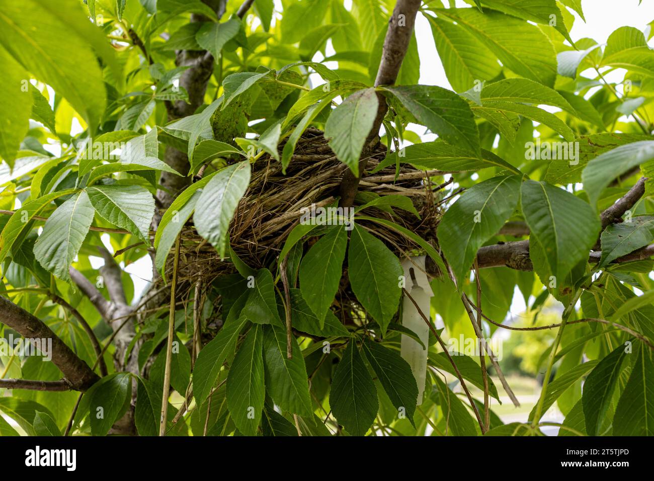 American robin nest - hidden in cherry tree leaves Stock Photo - Alamy