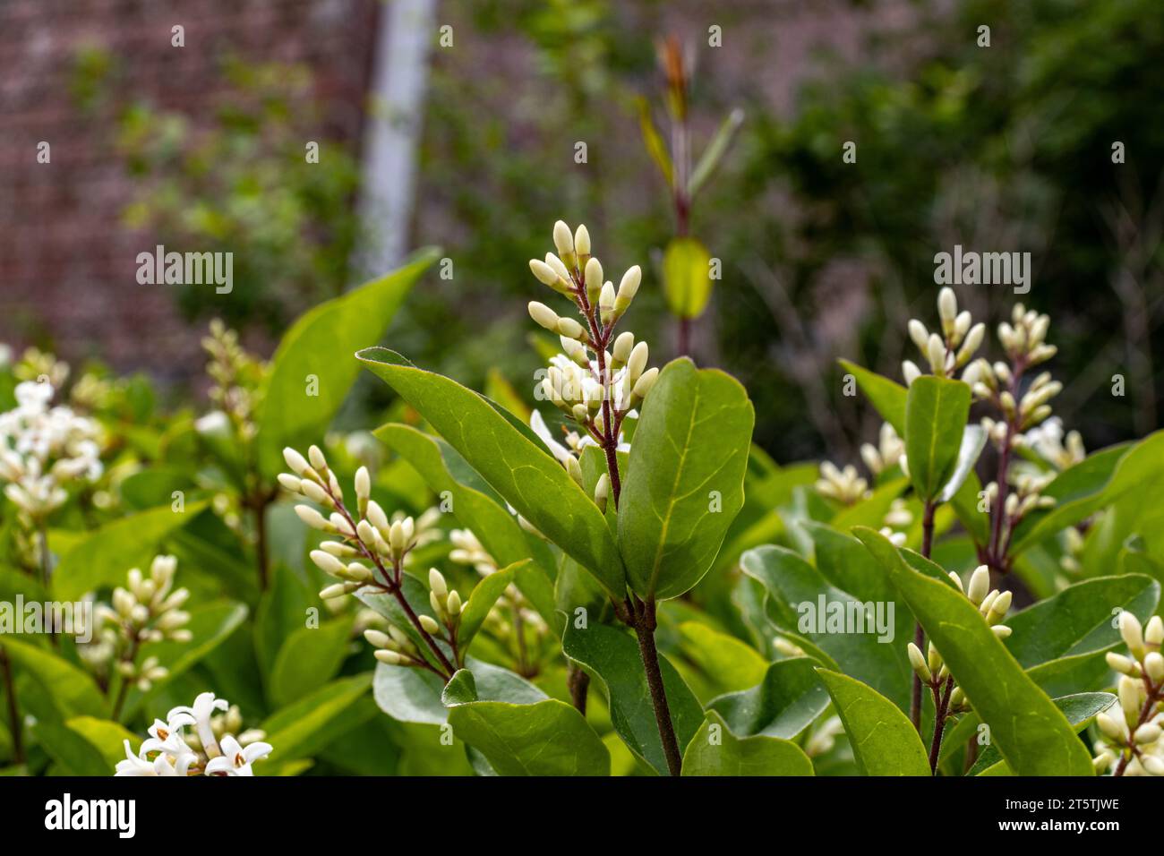 White flowers - osmanthus fragrans - sweet olive- blooming in spring ...