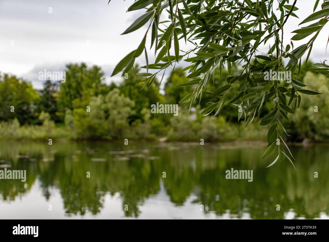 Willow tree branches - overhanging lake - reflections on water - nature ...