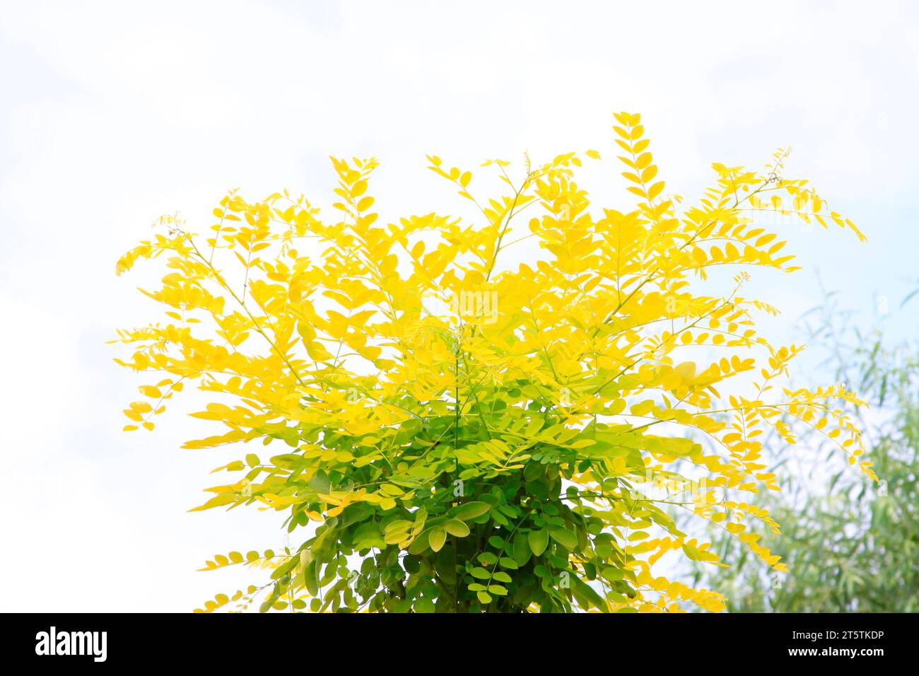 Golden locust tree hi-res stock photography and images - Alamy