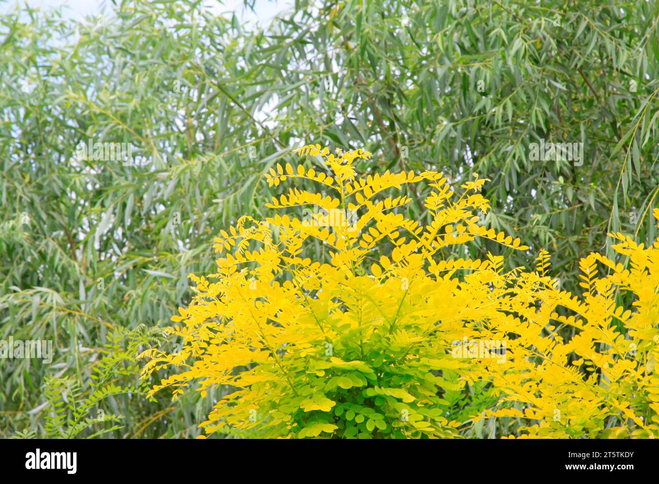 Golden locust tree hi-res stock photography and images - Alamy