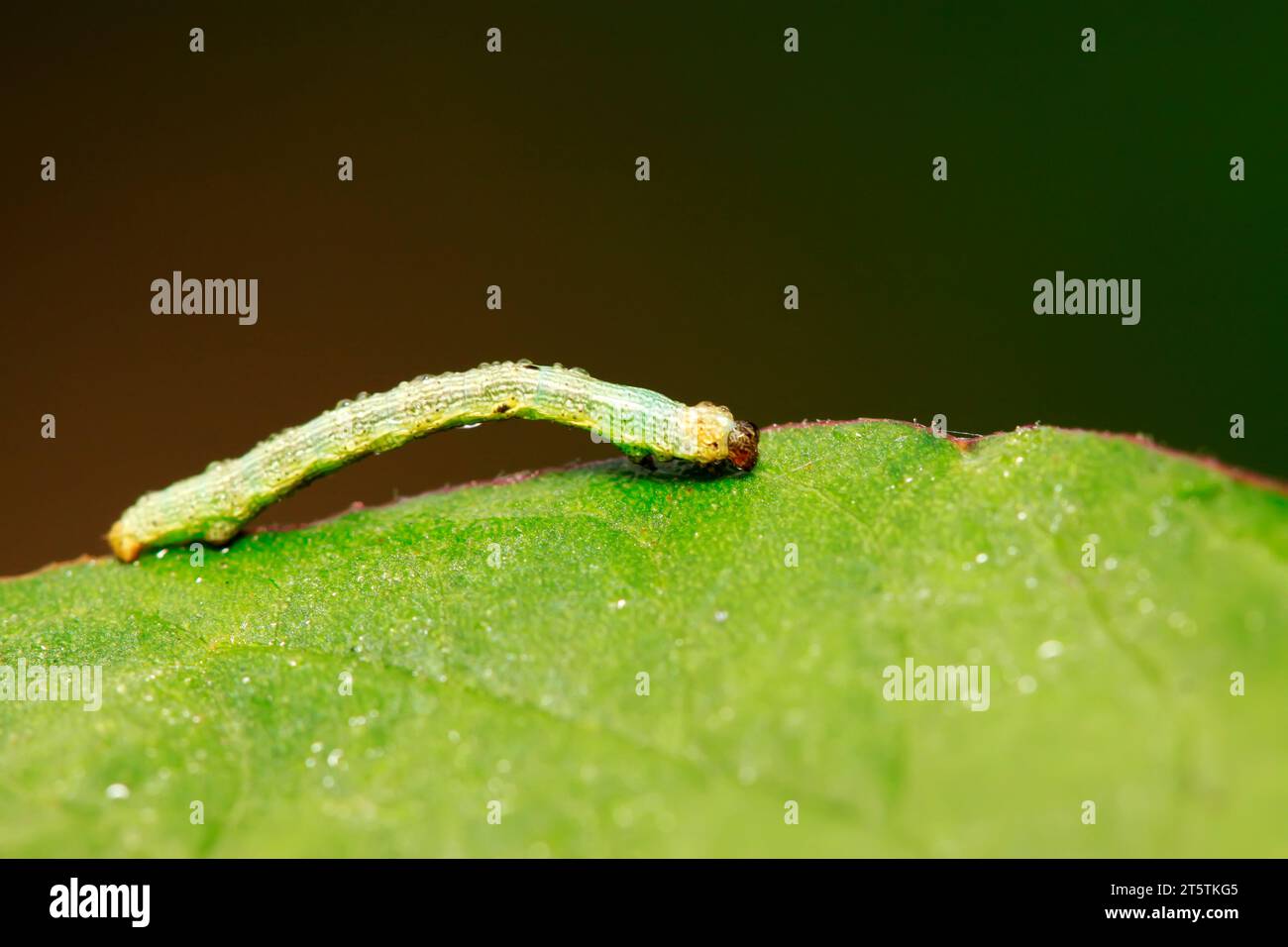 tiny insects on plant in the wild Stock Photo - Alamy