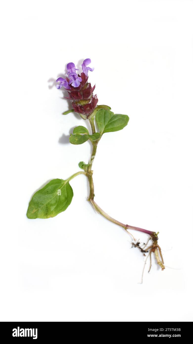 Selfheal Prunella vulgaris purple flower isolated on white background ...