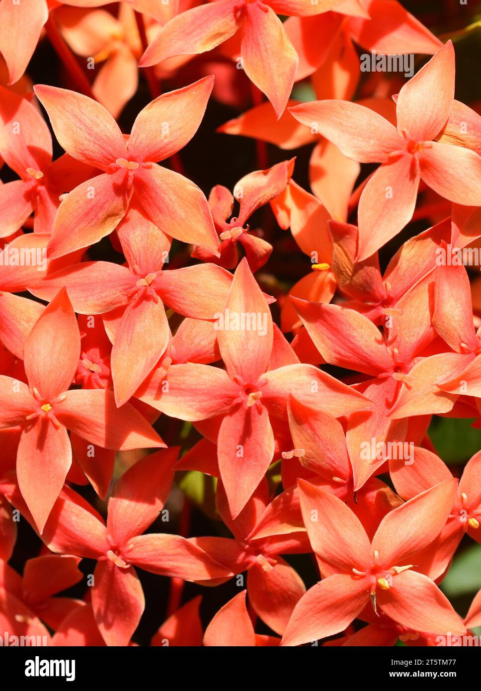 Jungle geranium Ixora coccinea closeup on orange coloured flowers Stock ...