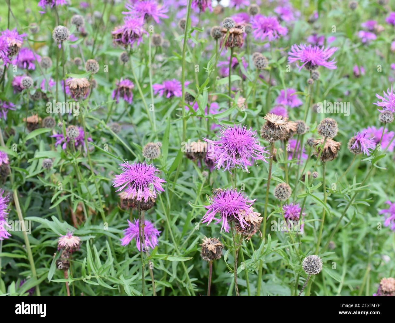 Group of pink centaurea cornflower flowers growing in a garden Stock ...