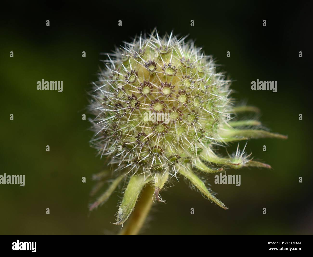 The seed of Knautia macedonia macedonian scabious plant on dark ...