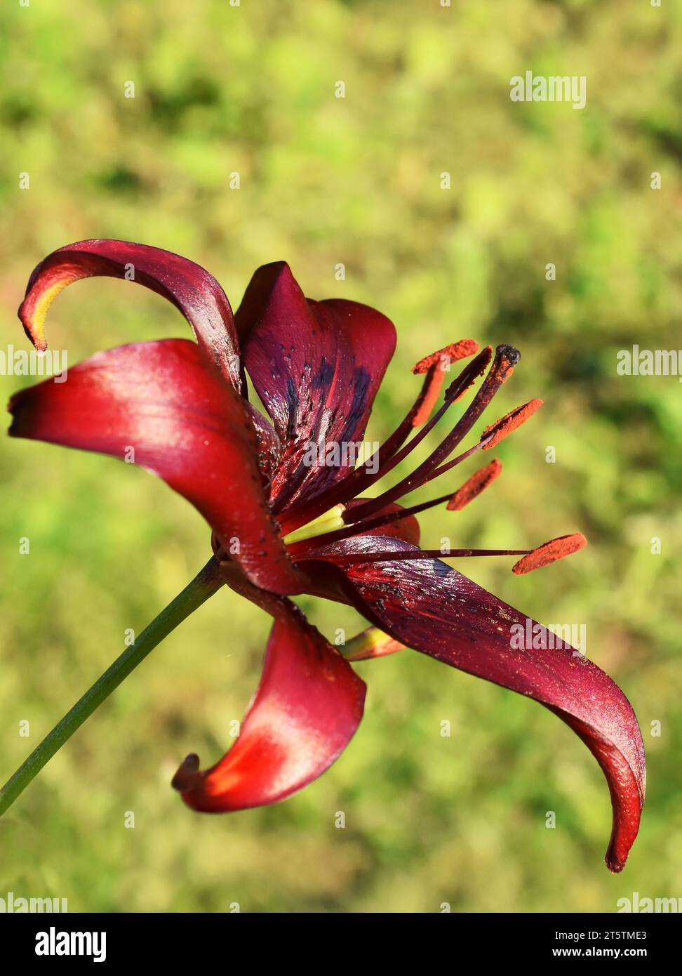 A lily on the garden background hi-res stock photography and images - Alamy