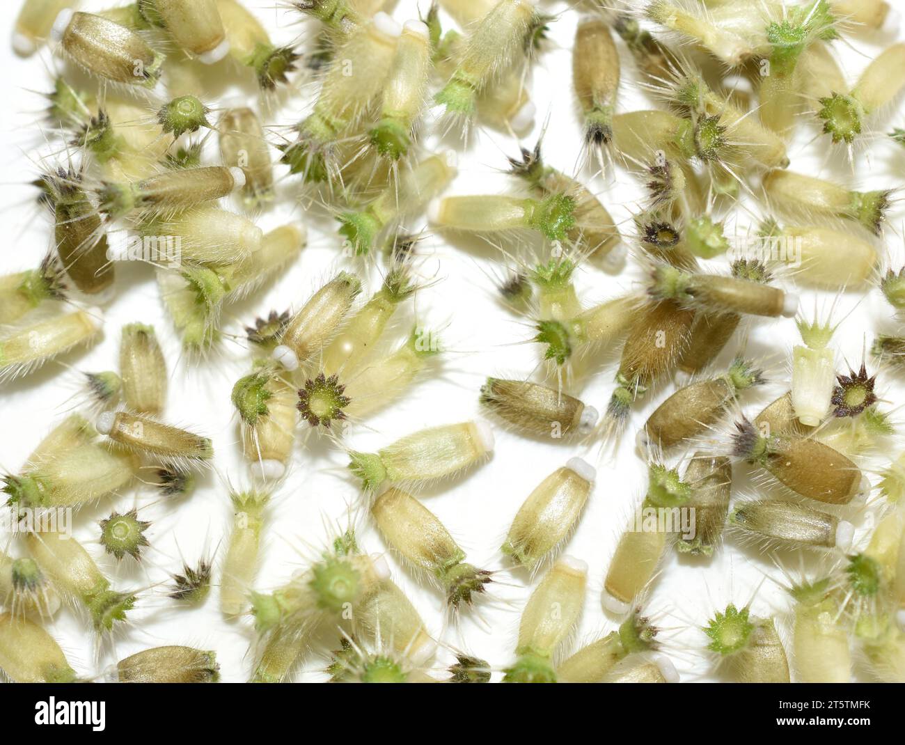 The seed of Knautia macedonia macedonian scabious plant isolated on ...