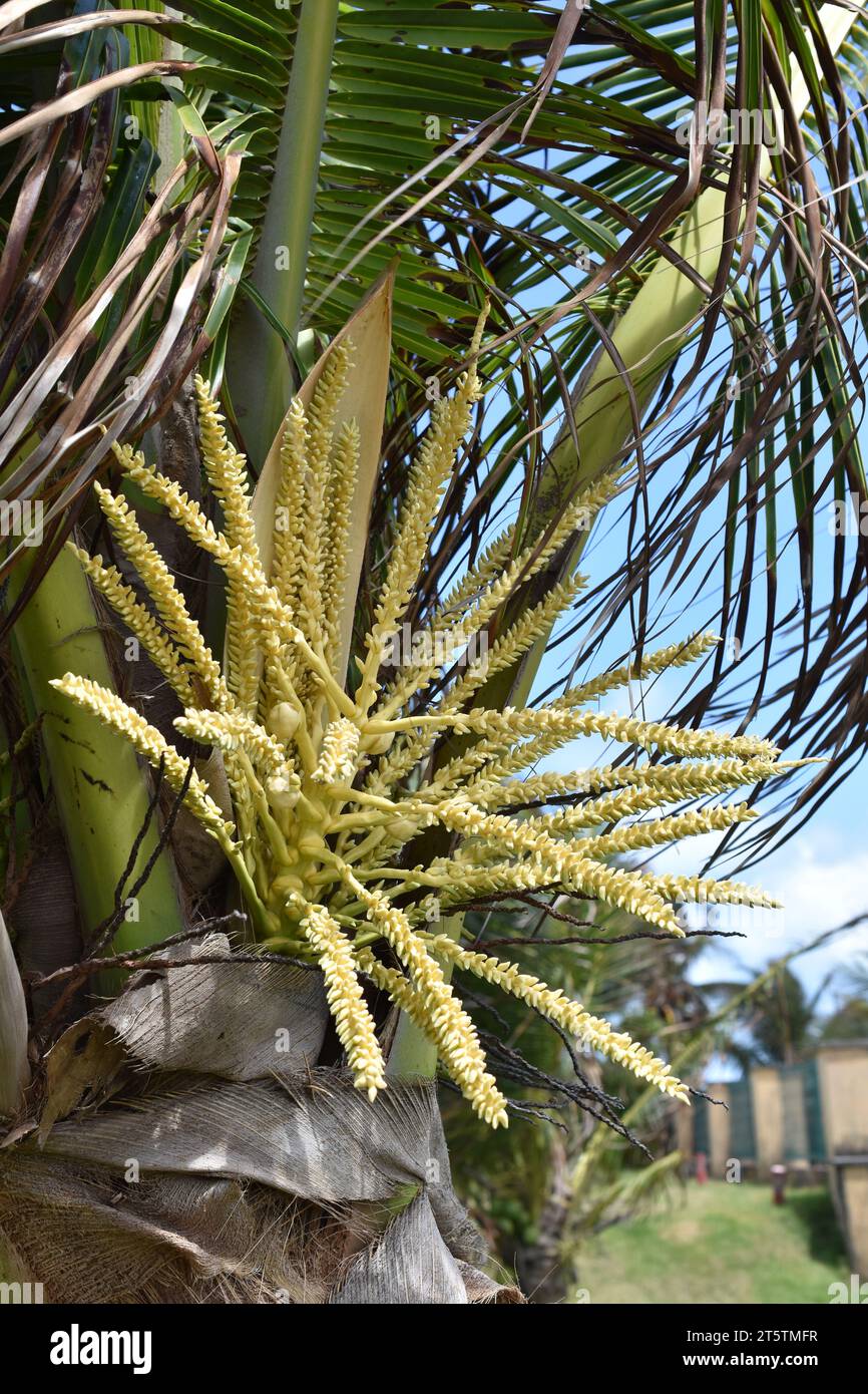 Palm tree flowers hi-res stock photography and images - Alamy