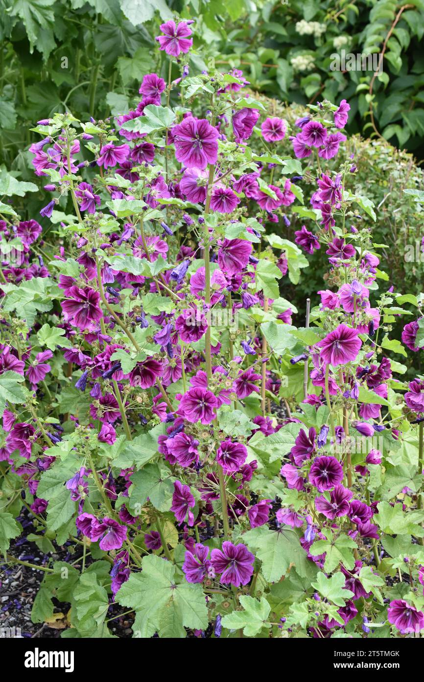 Common hollyhock althaea rosea purple flowers Stock Photo - Alamy