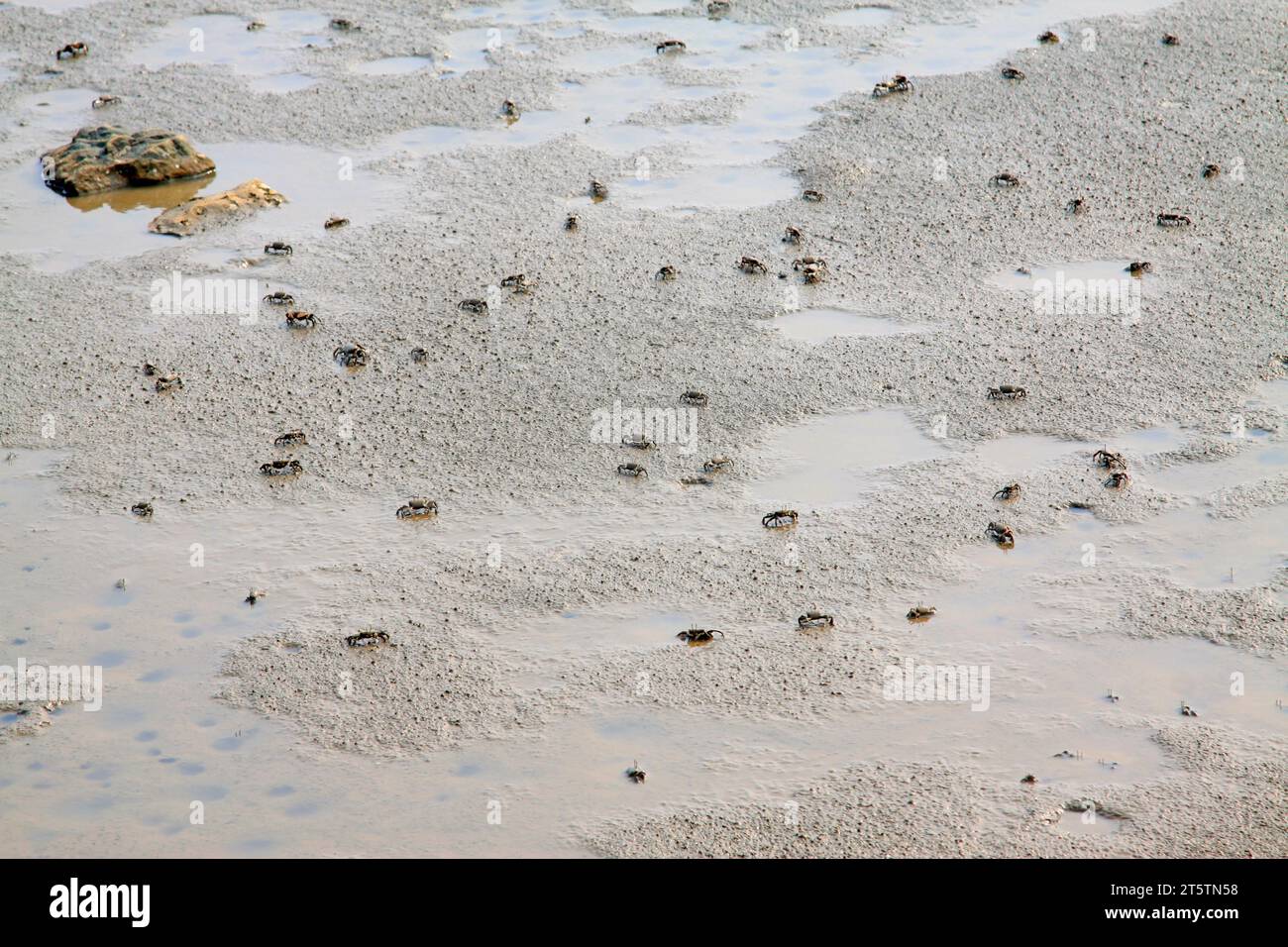 Small crabs on the beach Stock Photo - Alamy