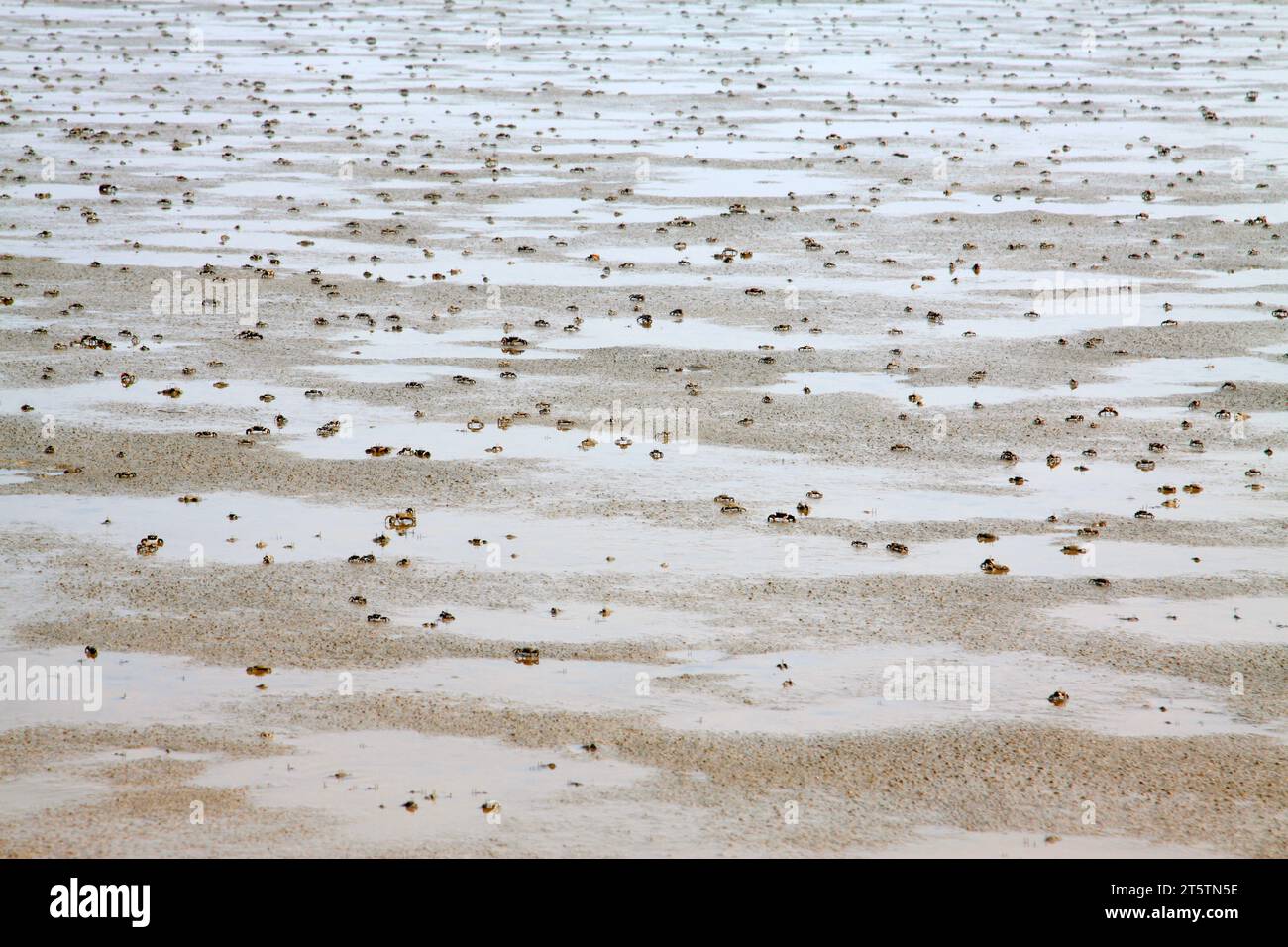 Small crabs on the beach Stock Photo - Alamy
