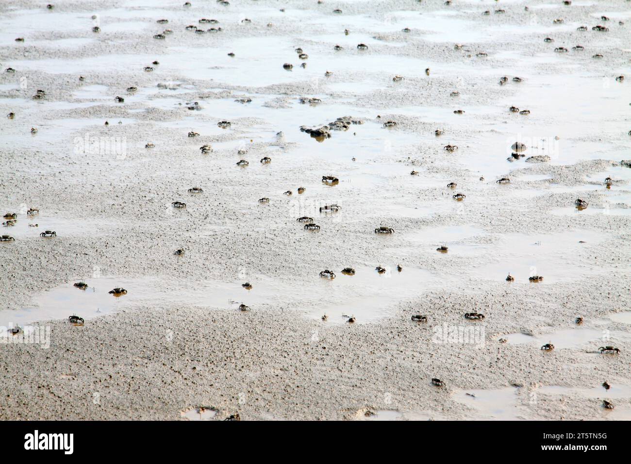 Small crabs on the beach Stock Photo - Alamy