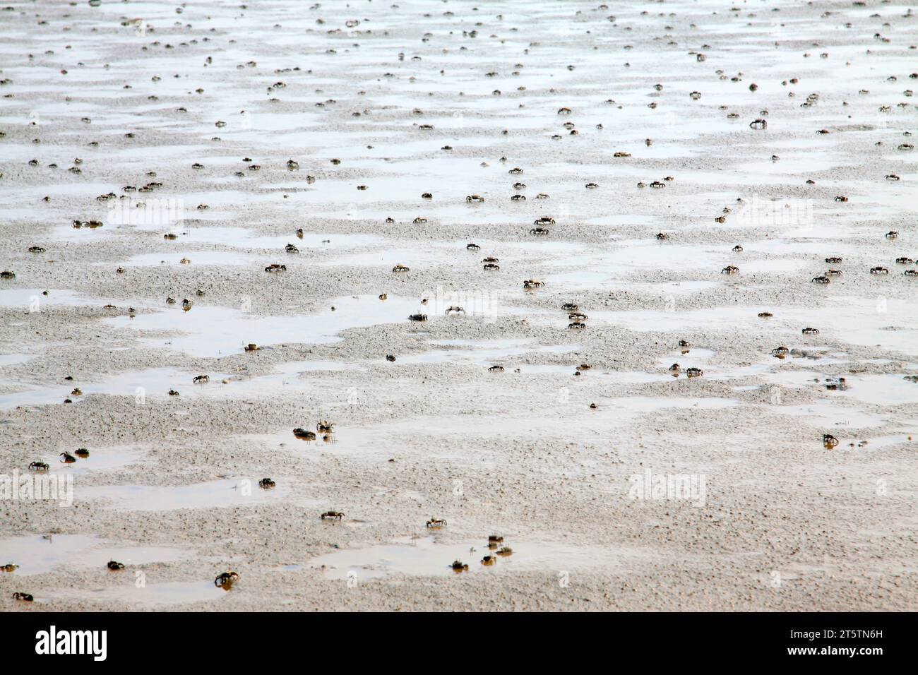 Small crabs on the beach Stock Photo - Alamy