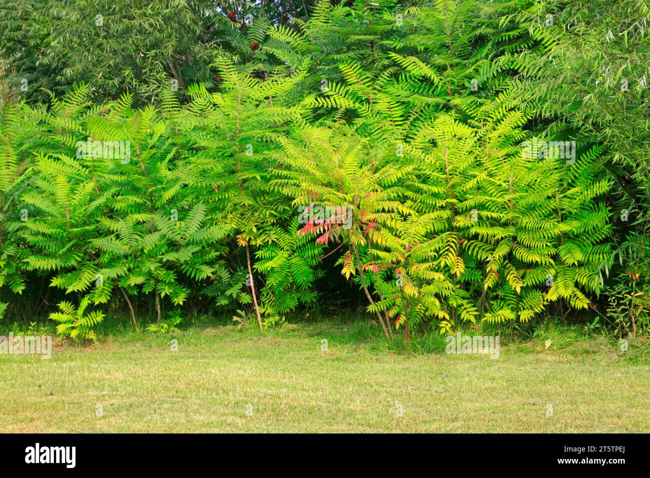 Torch tree hi-res stock photography and images - Alamy