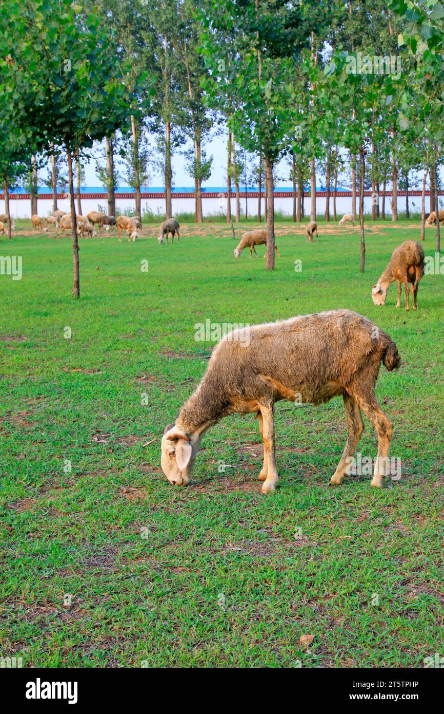 sheep in the forest Stock Photo - Alamy