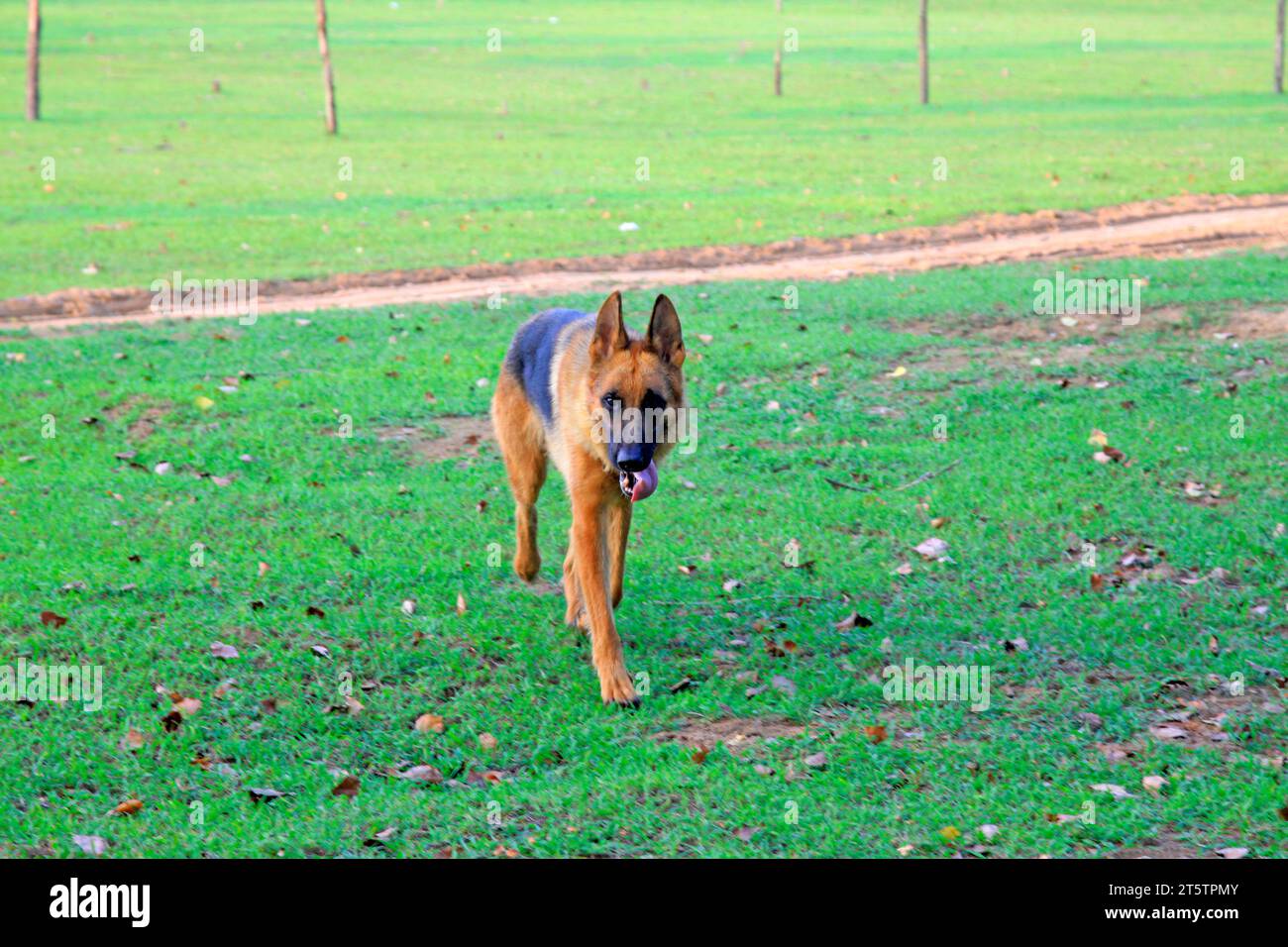 Shepherd, animals, pets, domestication, gentle, fierce, robust, lovely ...