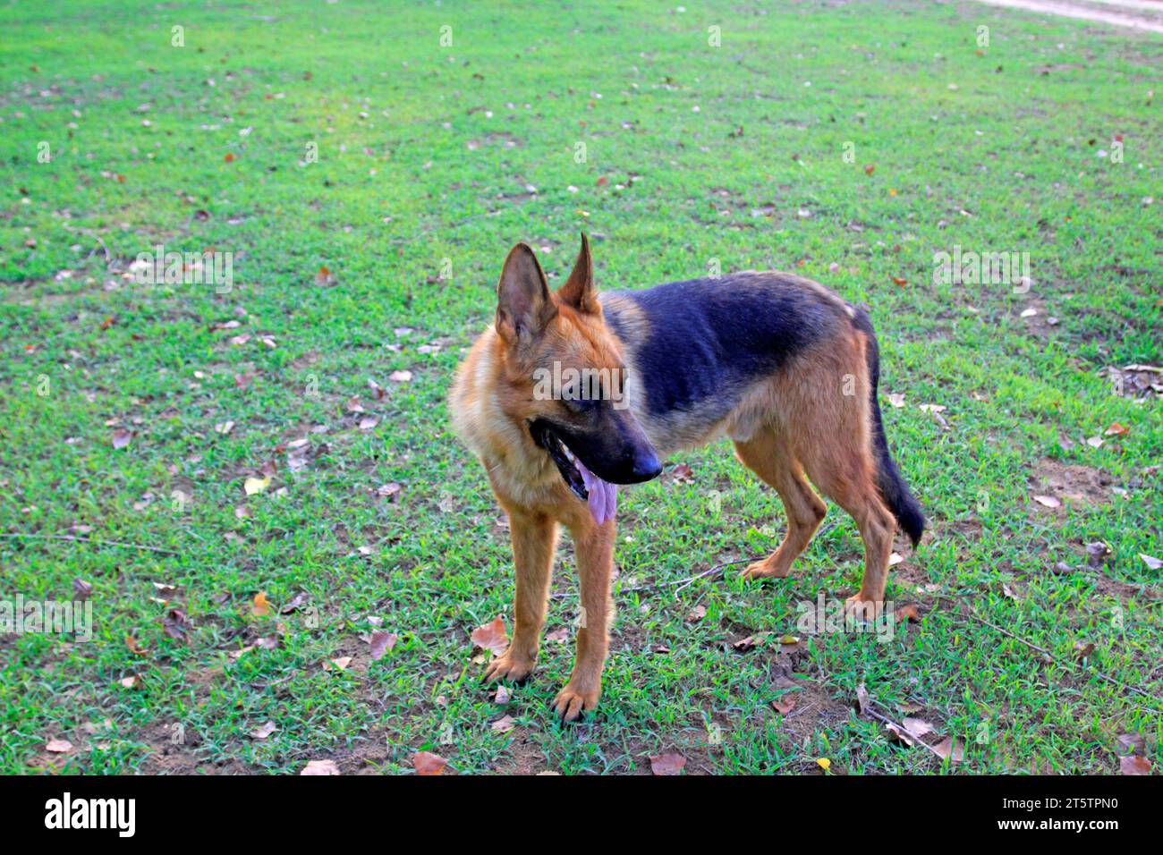 Shepherd, animals, pets, domestication, gentle, fierce, robust, lovely ...