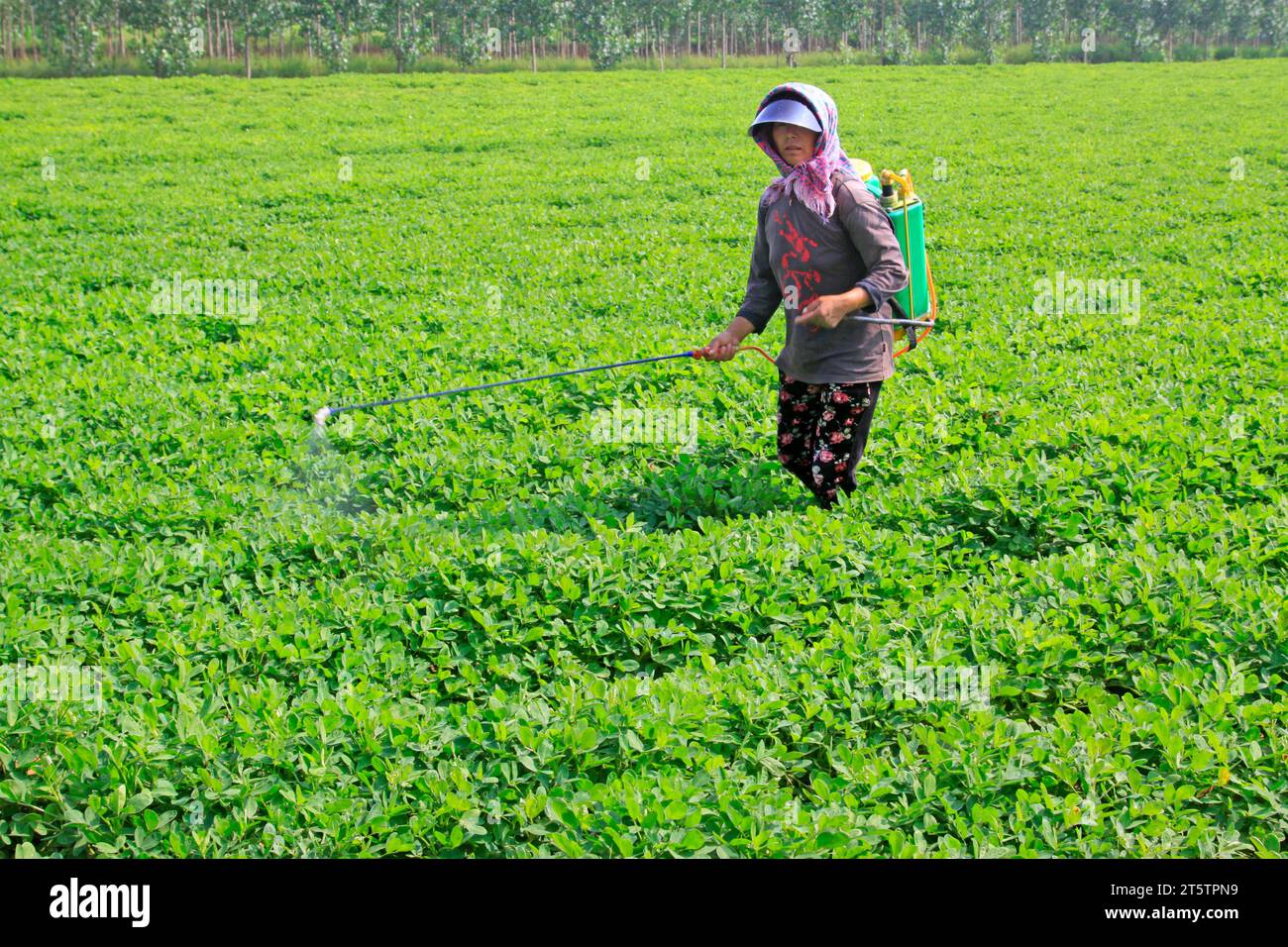 farmer in the spraying foliar fertilizer Stock Photo - Alamy