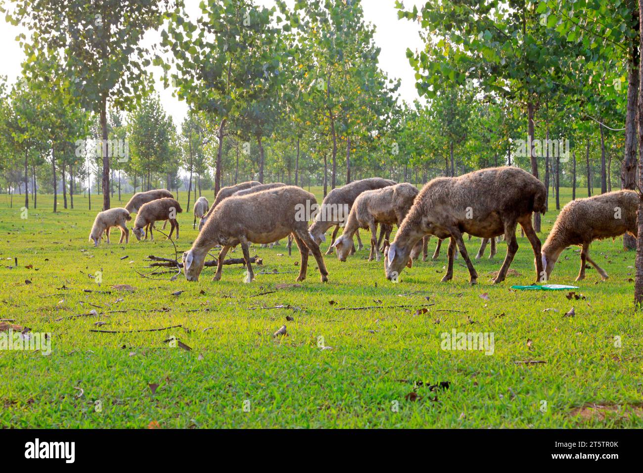 sheep in the forest Stock Photo - Alamy