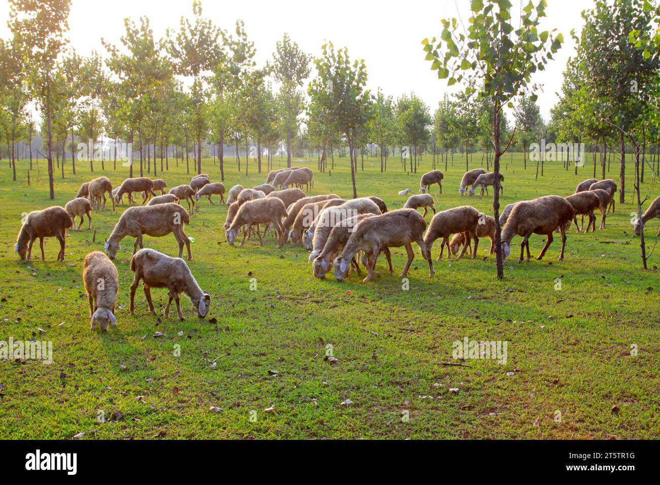 sheep in the forest Stock Photo - Alamy