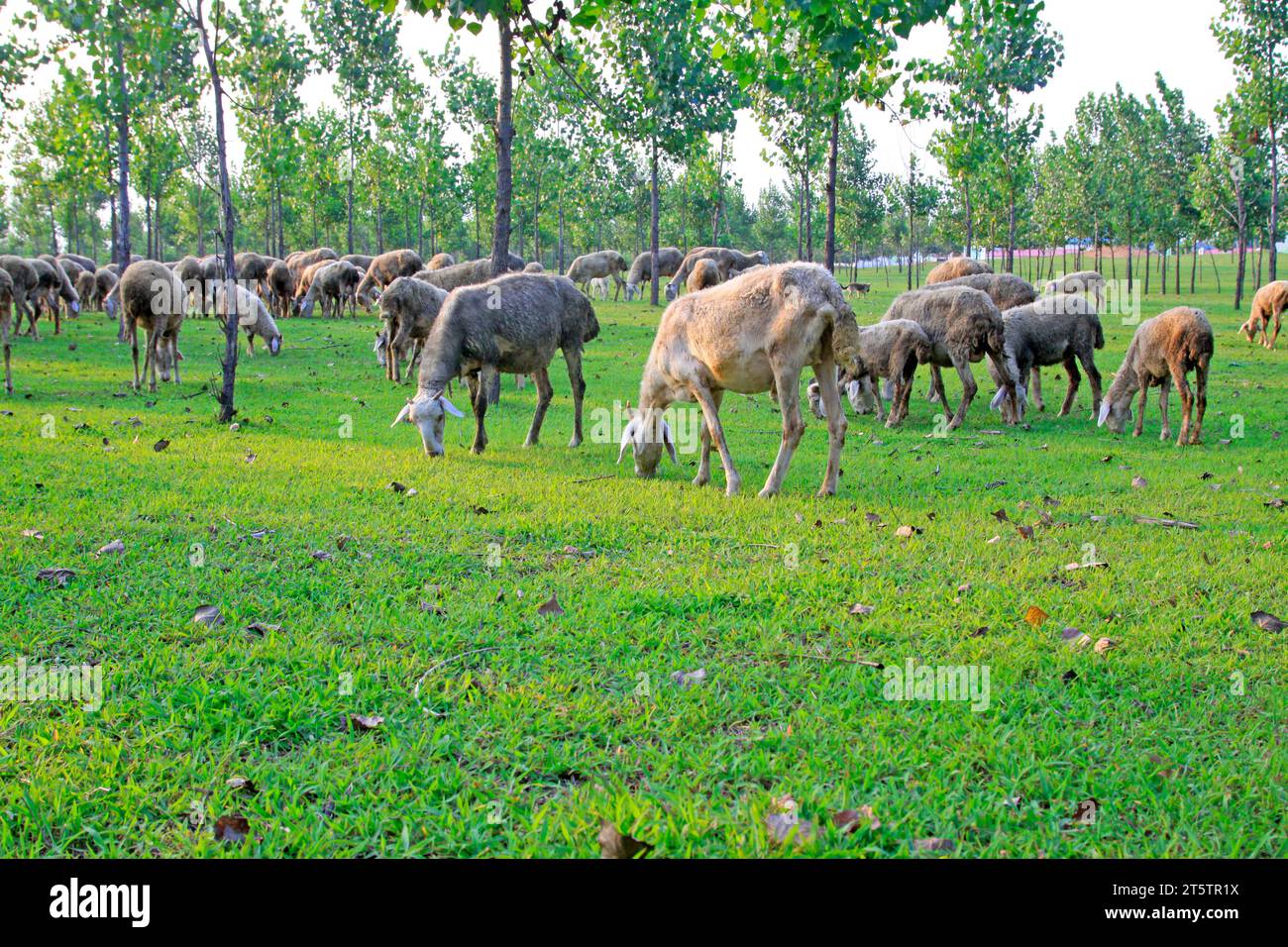 sheep in the forest Stock Photo - Alamy