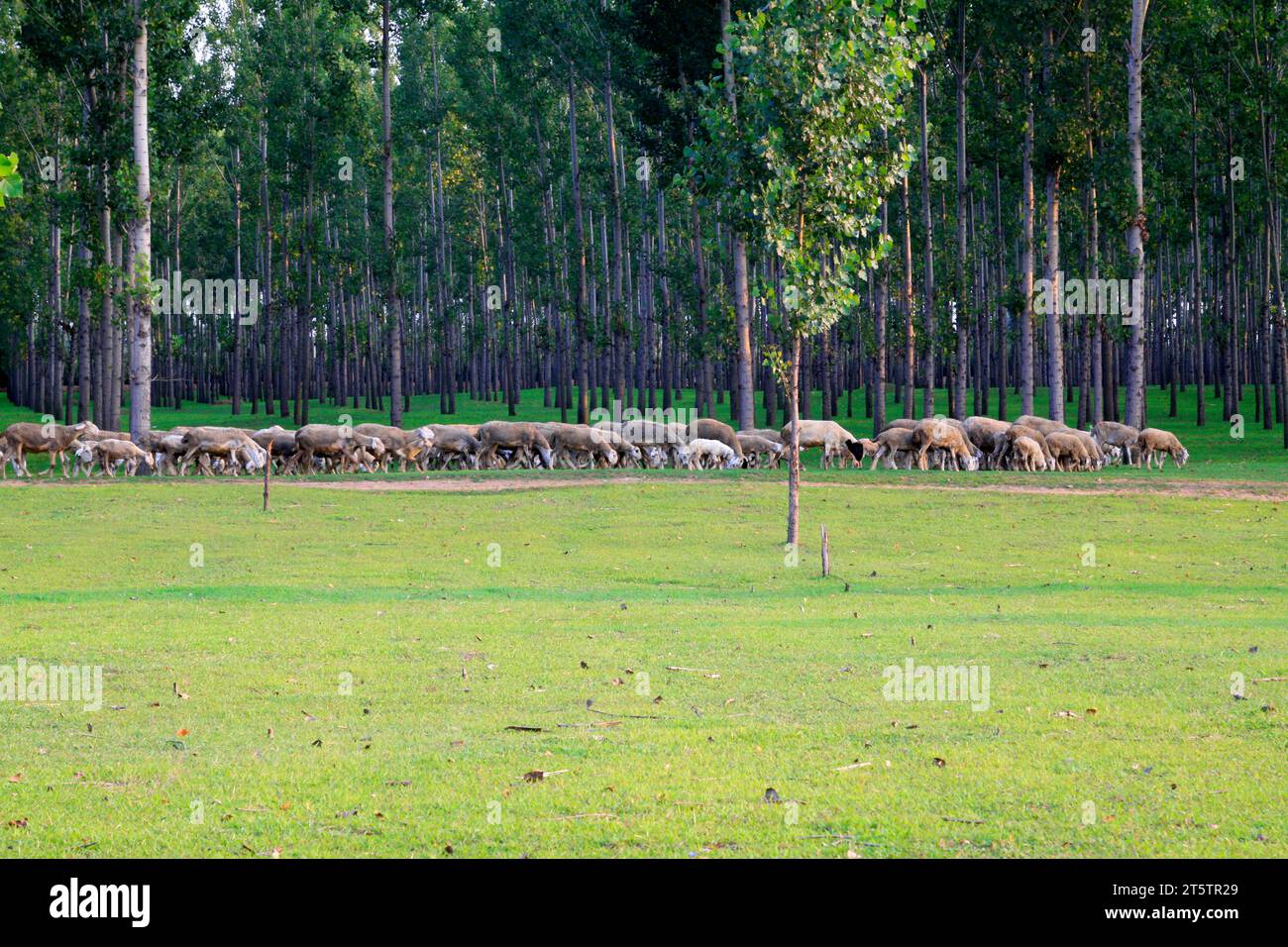sheep in the forest Stock Photo - Alamy