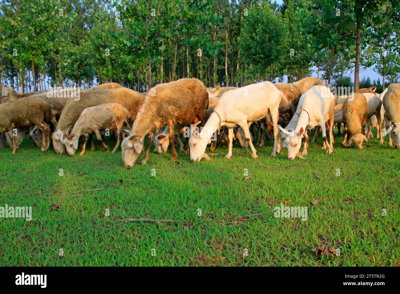 sheep in the forest Stock Photo - Alamy