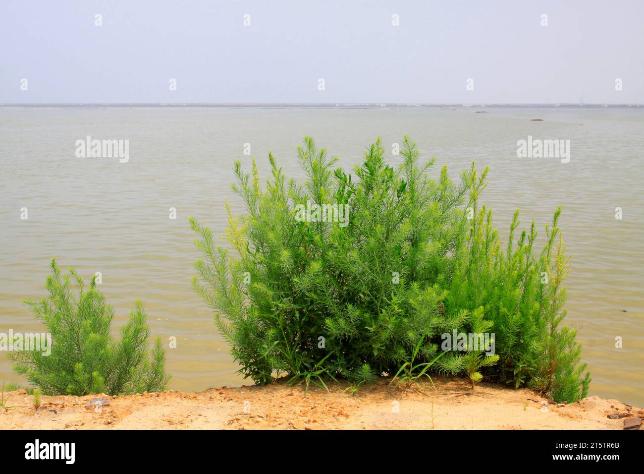 grass on the beach Stock Photo - Alamy