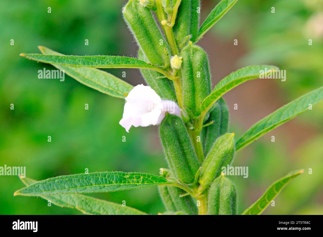 Sesame flowers hi-res stock photography and images - Alamy