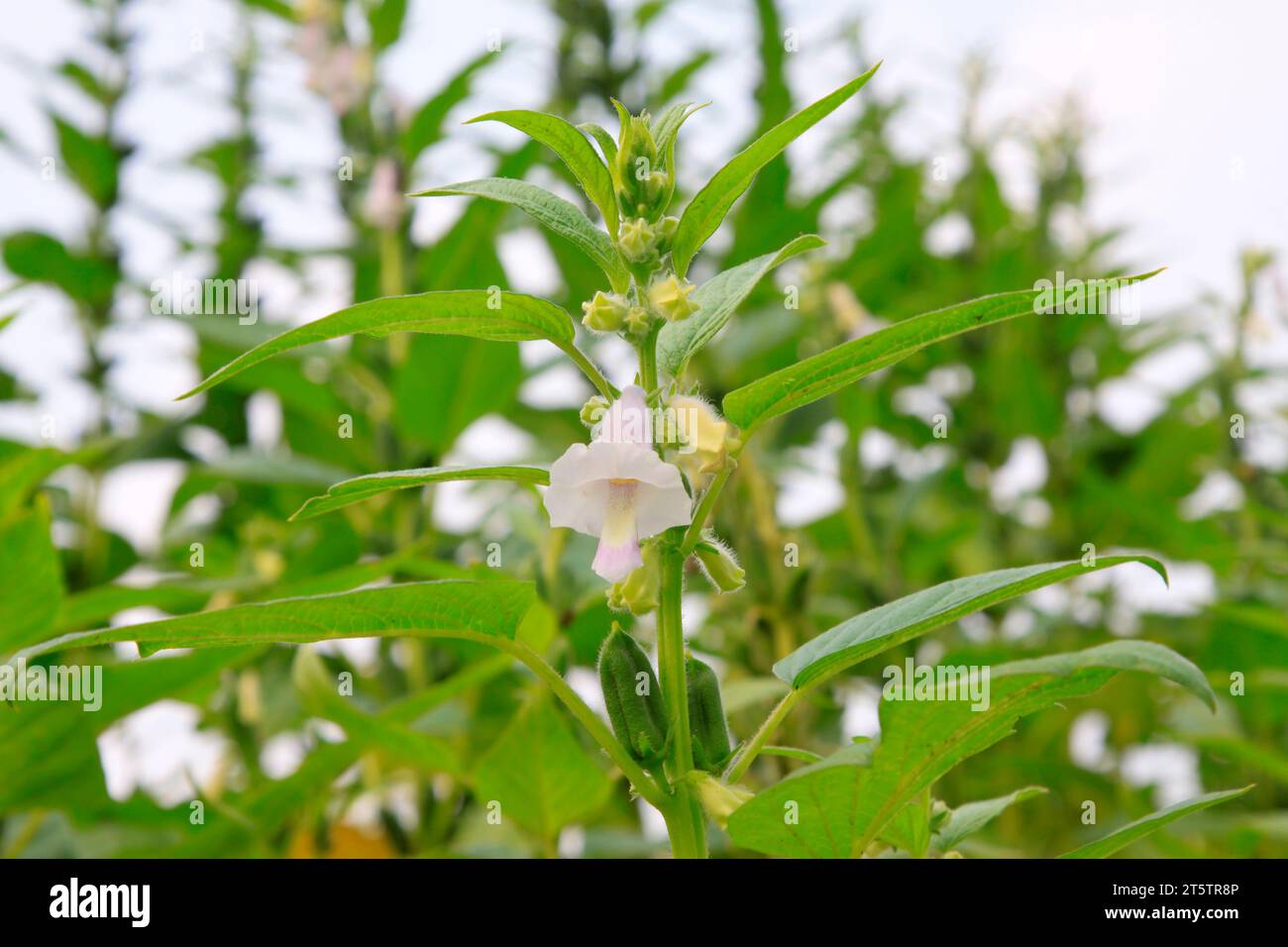 Sesame seed capsule and flowers Stock Photo - Alamy