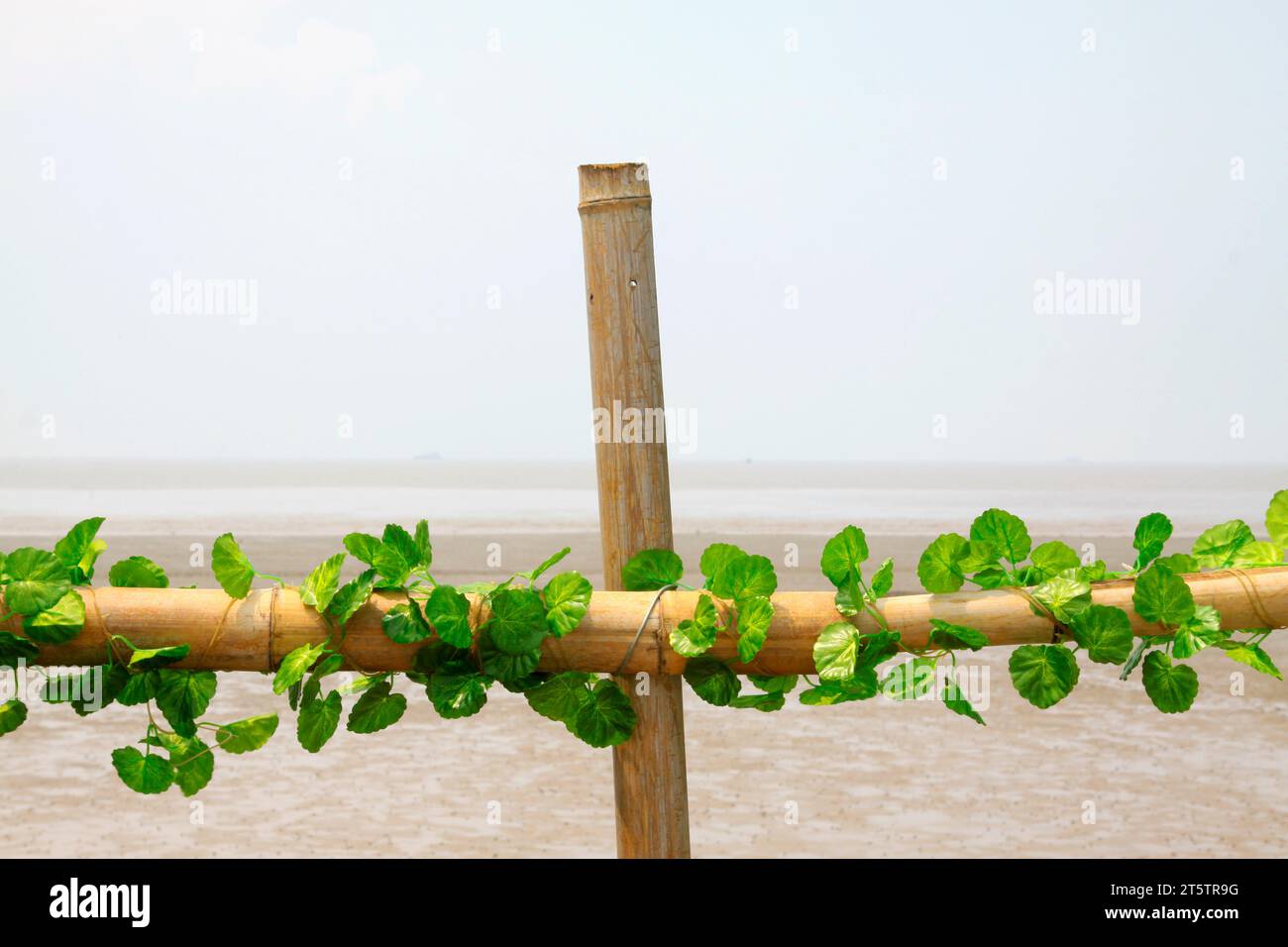 Bamboo pole leaves hi-res stock photography and images - Alamy