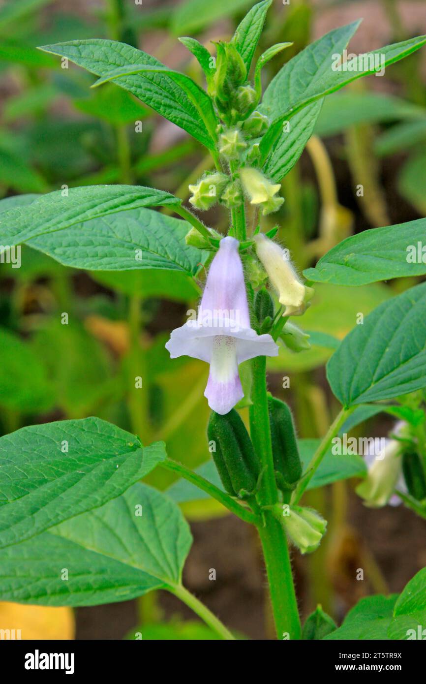 Sesame seed capsule and flowers Stock Photo - Alamy