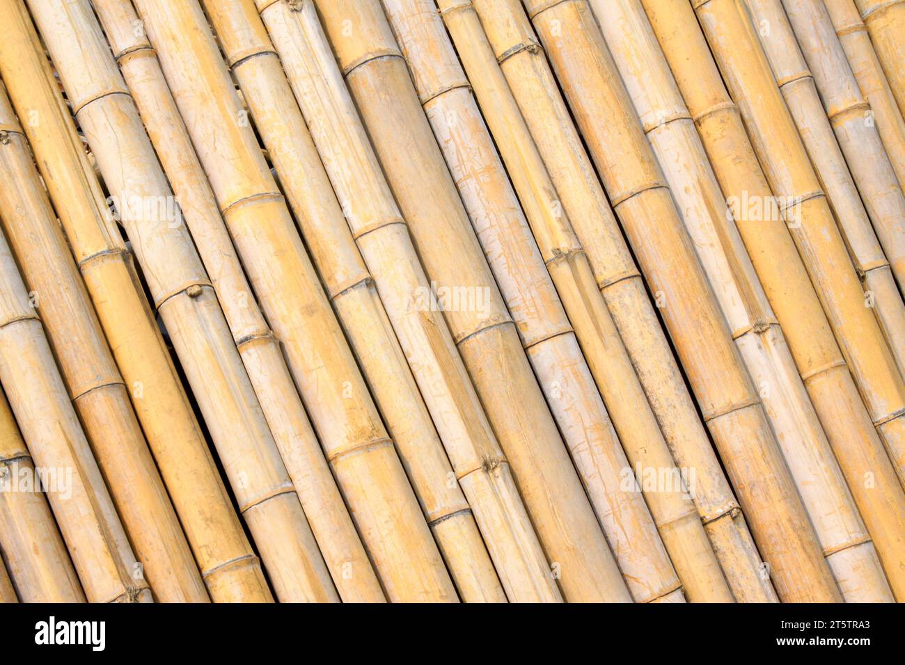Bamboo split together Stock Photo - Alamy