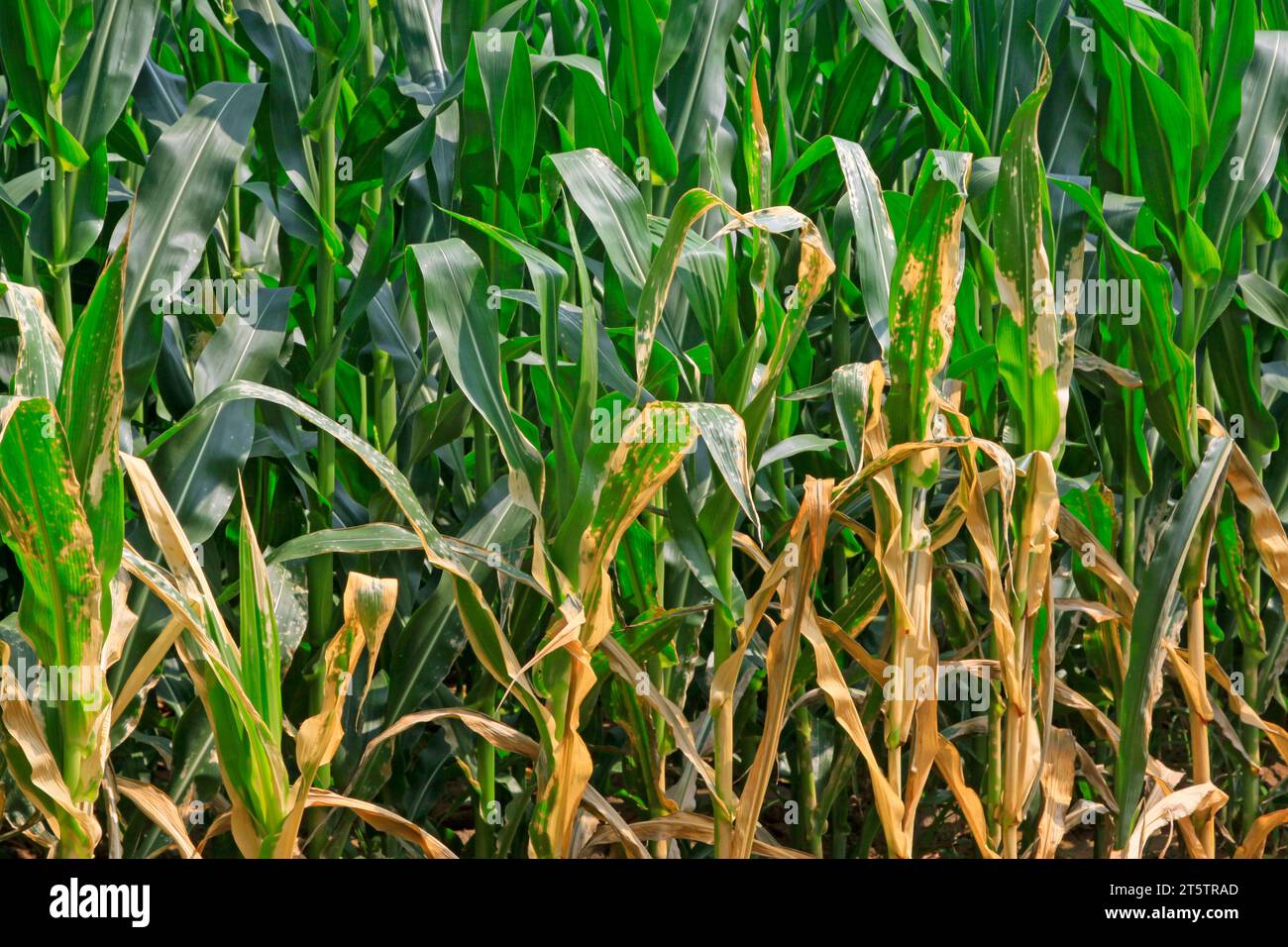 Have disease of maize leaves Stock Photo - Alamy