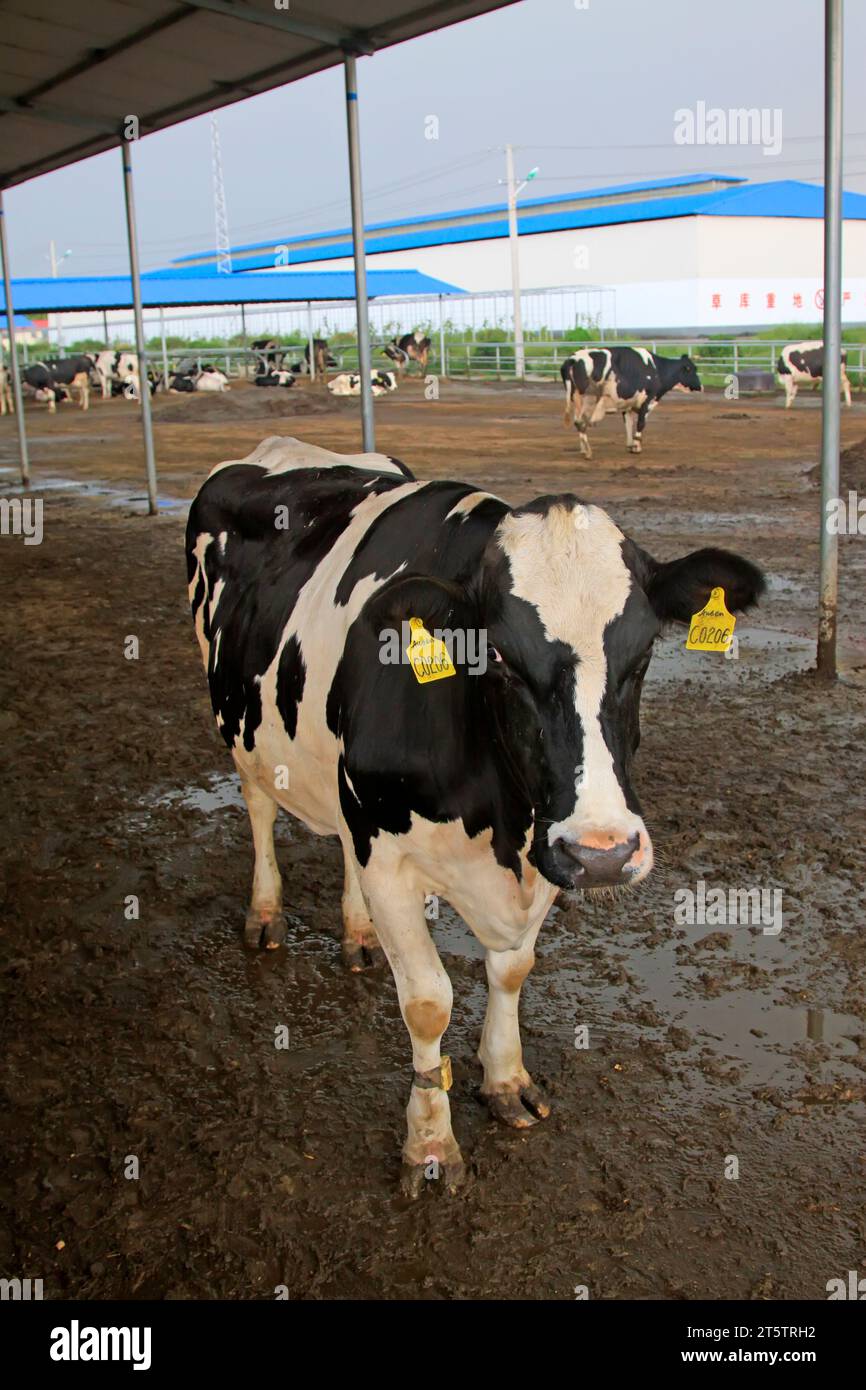 Cows in the farm, closeup of photo Stock Photo - Alamy